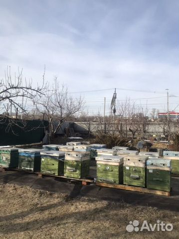 Продам пчелосемьи с ульями