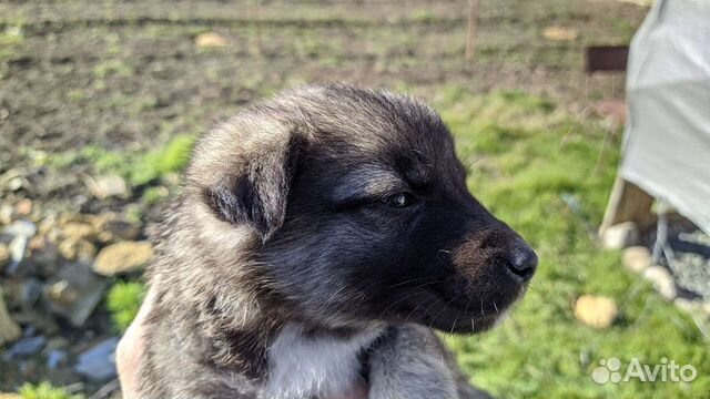 Отдам щенка