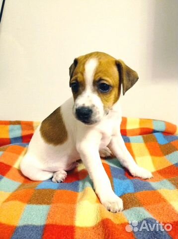 Щенки (Парсоны)