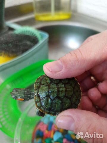 Черепаха