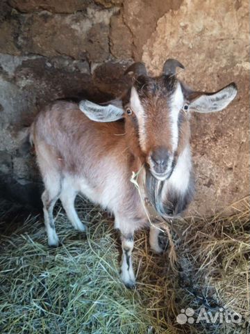 Нубийские козы