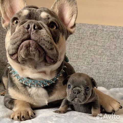 Эталон Красоты.Голубой Франчик