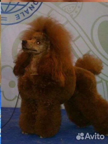 Щенки той-пуделя