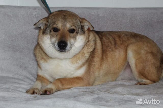 Собака в добрые руки(стерилизована)