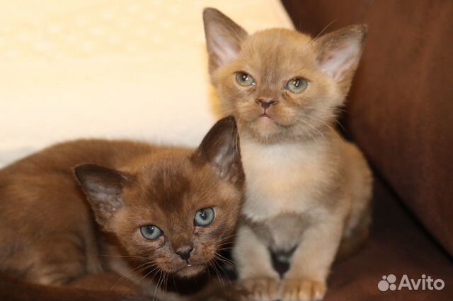 Бурманские котята