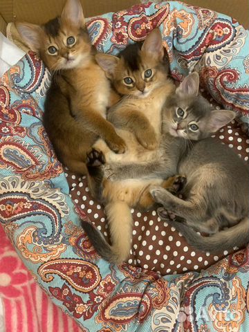 Сомалийские малыши