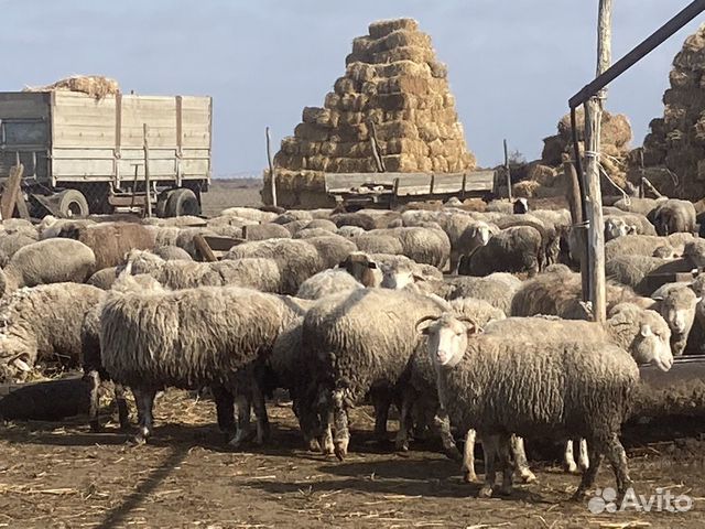 Матки на мясо