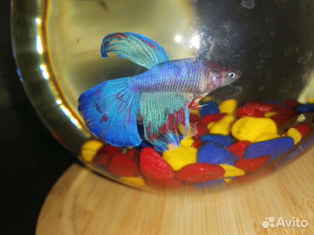 Рыба петушок