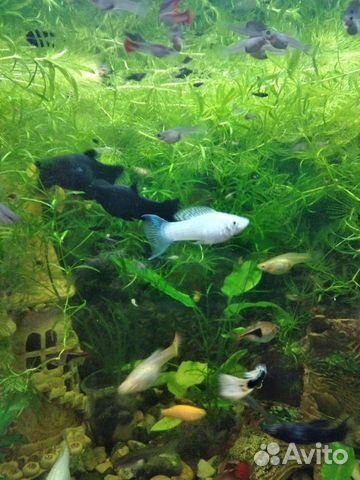 Аквариумное растение рыбки