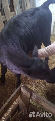 Бычки и быки телки