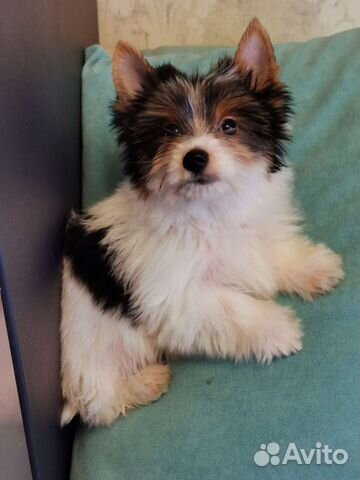 Мальчик бивер