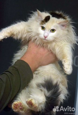 Ангел Крыма прилетел в Питер