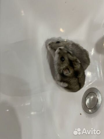 Джунгарский хомяк с клеткой