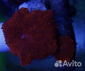 Красная дискоактиния-коралл для морского аквариума