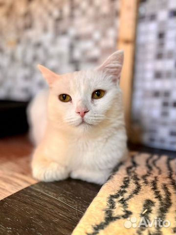 Кошечка Бэлла 1,5 года