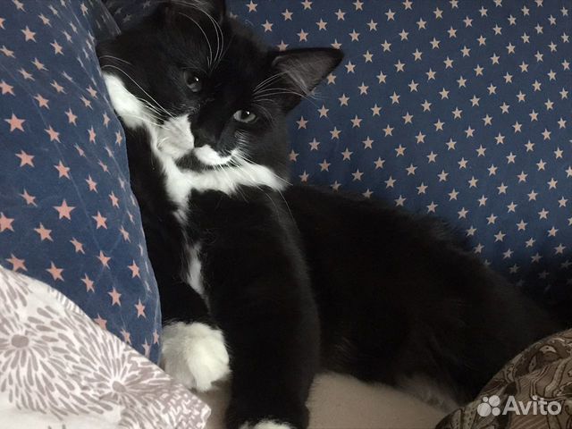 Котик в добрые руки