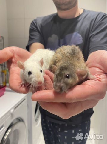 Два крысенка (девочки) по 3-4 месяца