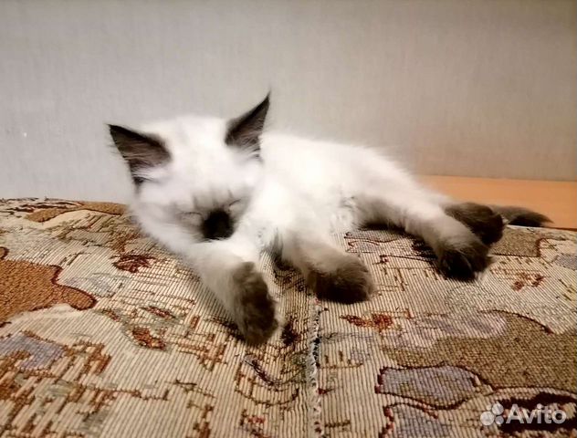 Тайский Балинез 2 мес мальчики