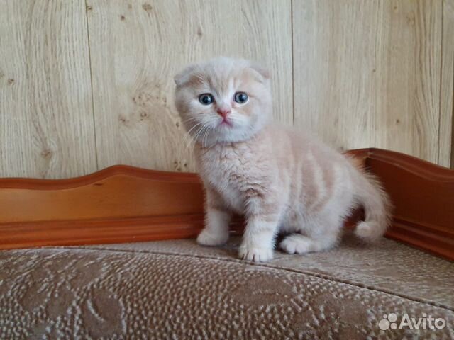 Шотландские котейки