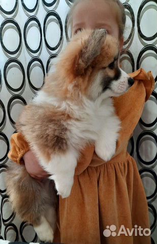 Вельш корги пемброк флаффи