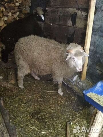 Овцы, баран на племя, ягнята меринос-прекос