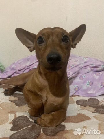 Собака пинчер