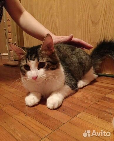 Пишите кому нужна кошка 2 годика справка есть