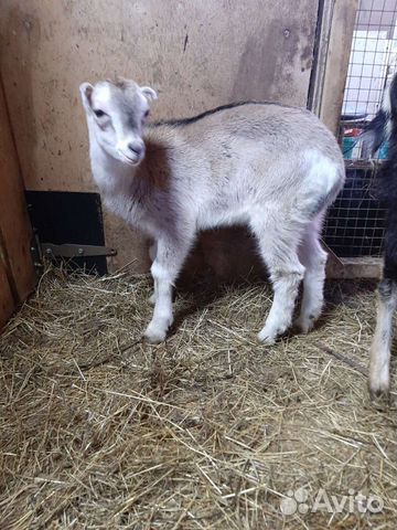 Козлята ламанча