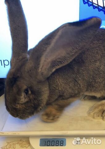 Кролики Ризен