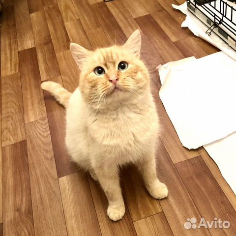 Спасите котика от морозов