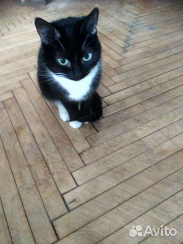 Котик Масик в добрые руки