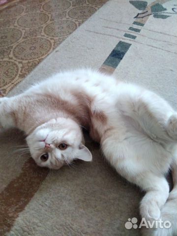 Кот британский