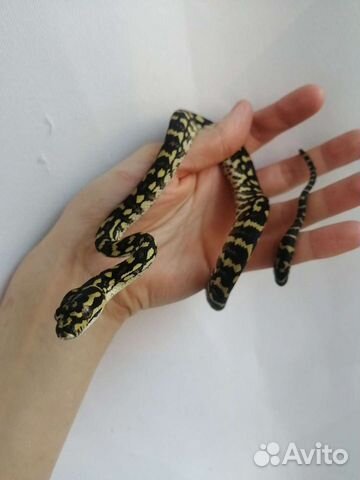 Змея ковровая