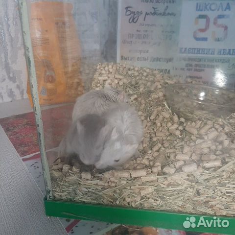 Мышь-полевка