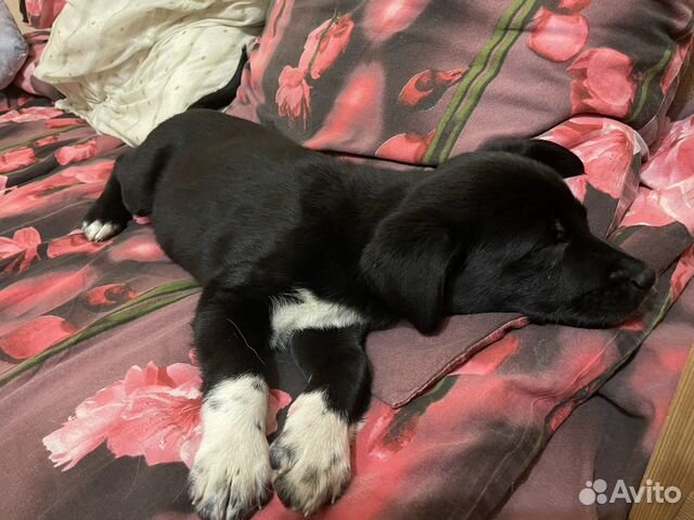 Щенки дворняжки