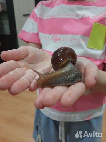 Сухопутные улитки Ахатины