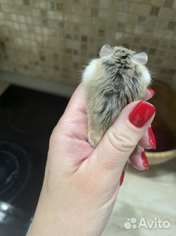 Джунгарский хомяк Роборовского