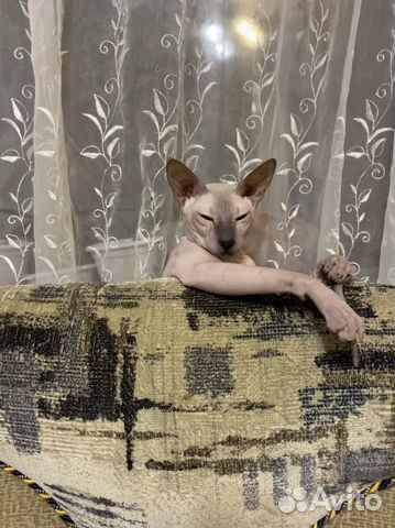 Кот вязка канадский сфинкс