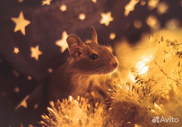 Дегу(чилийская белка) окрас агути