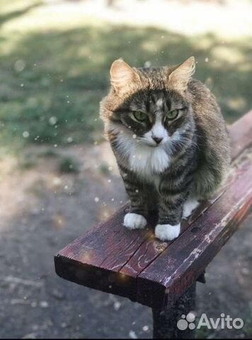 Норвежская лесная кошка