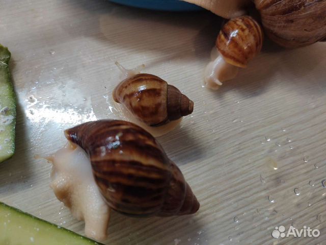 Улитки ахатины