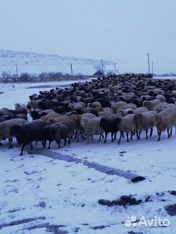 Овцы котные