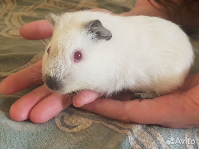 Морская свинка. Помесь с Куи