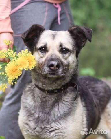 Маленькая ласкуша, собака Юна