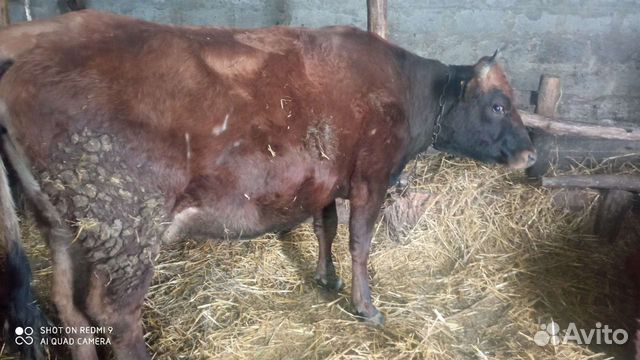 Коровы и телки стельные