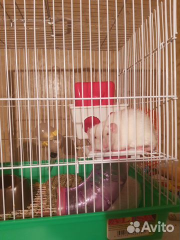 Отдам крысу