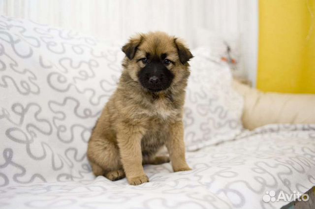 Барни в дар