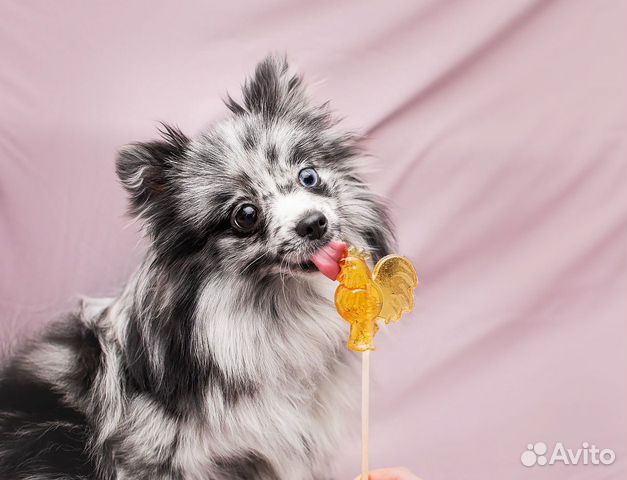 Мраморный шпиц