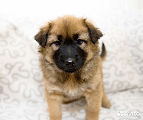 Очаровашка ищет дом