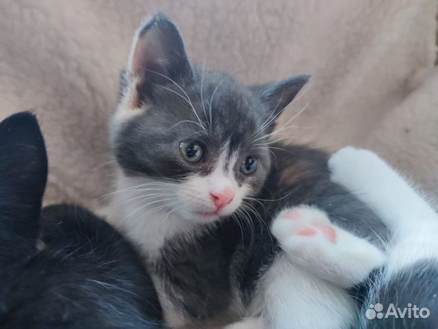 Антистрессовые котята в добрые руки